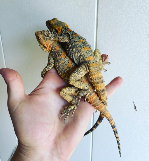Clown Agama Pair More Lizard by Frogs Direct