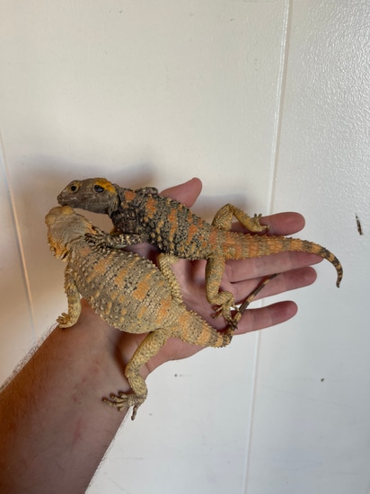 Clown Agama Pairs More Lizard by Frogs Direct