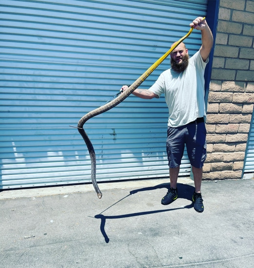 Yellow Tailed Cribo 7-8ft Cribo & Indigo Snakes by Frogs Direct