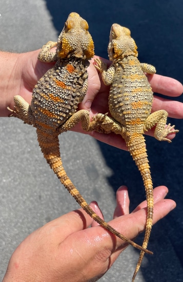 Clown Agama Pairs More Lizard by Frogs Direct