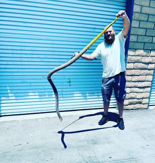 7+ft Yellow Tailed Cribo Cribo & Indigo Snakes by Frogs Direct