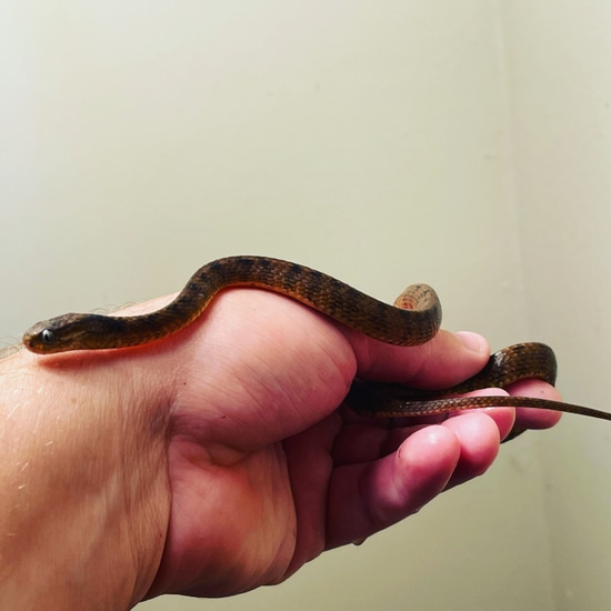 Slug Eating Snakes More Colubrid by Frogs Direct