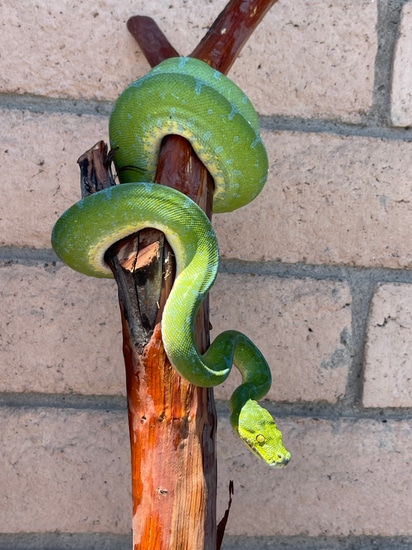 Sorong GORGEOUS Green Tree Python by Frogs Direct