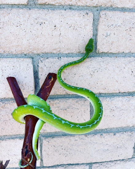 Female Sorong #2 Green Tree Python by Frogs Direct