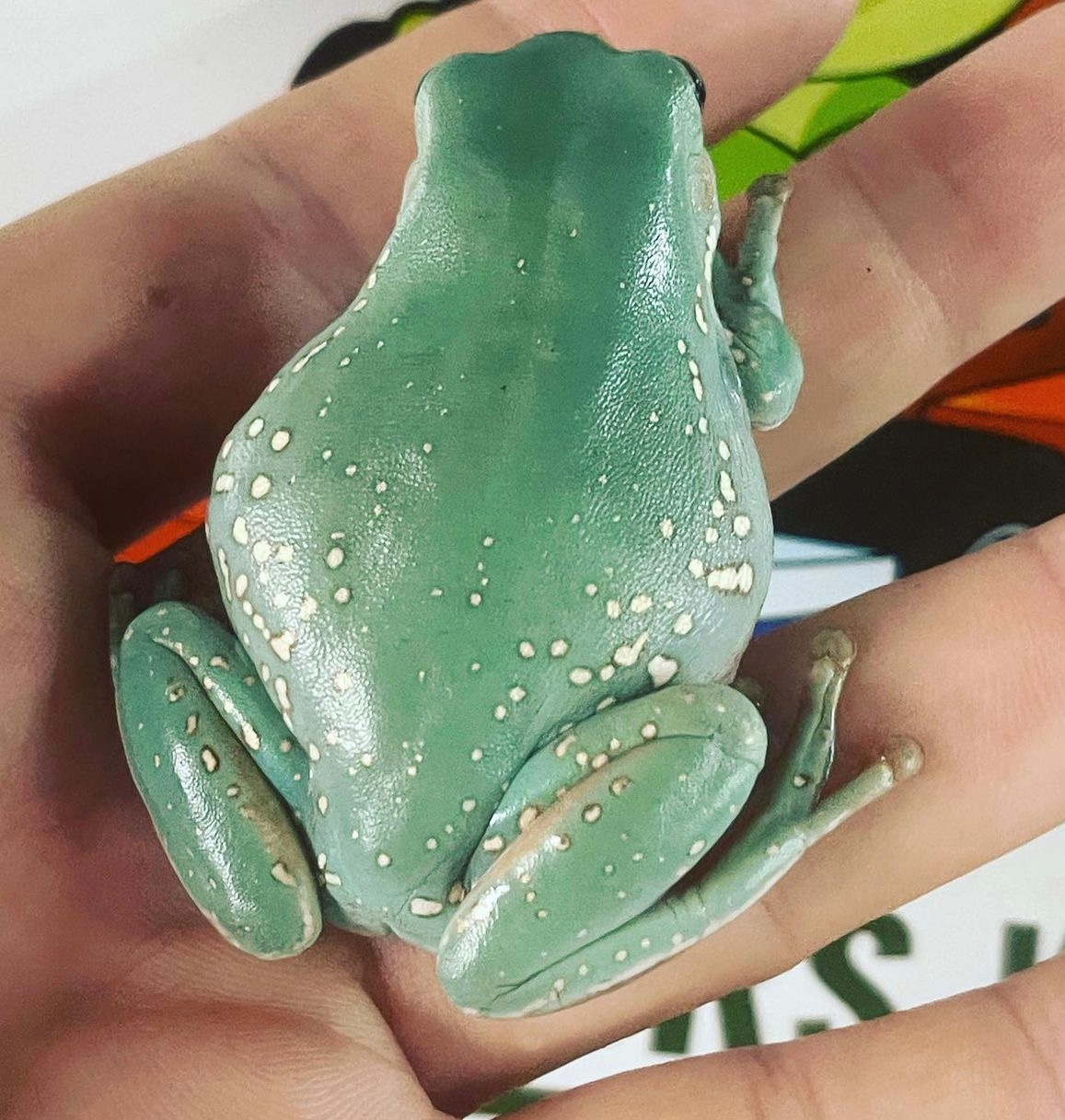 Wholesale Snowflake White's Tree Frog by Frogs Direct - MorphMarket
