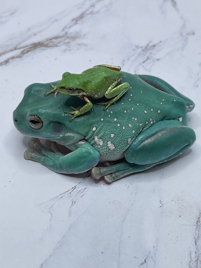 Snowflake Whites Tree Frogs White's Tree Frog by Frogs Direct
