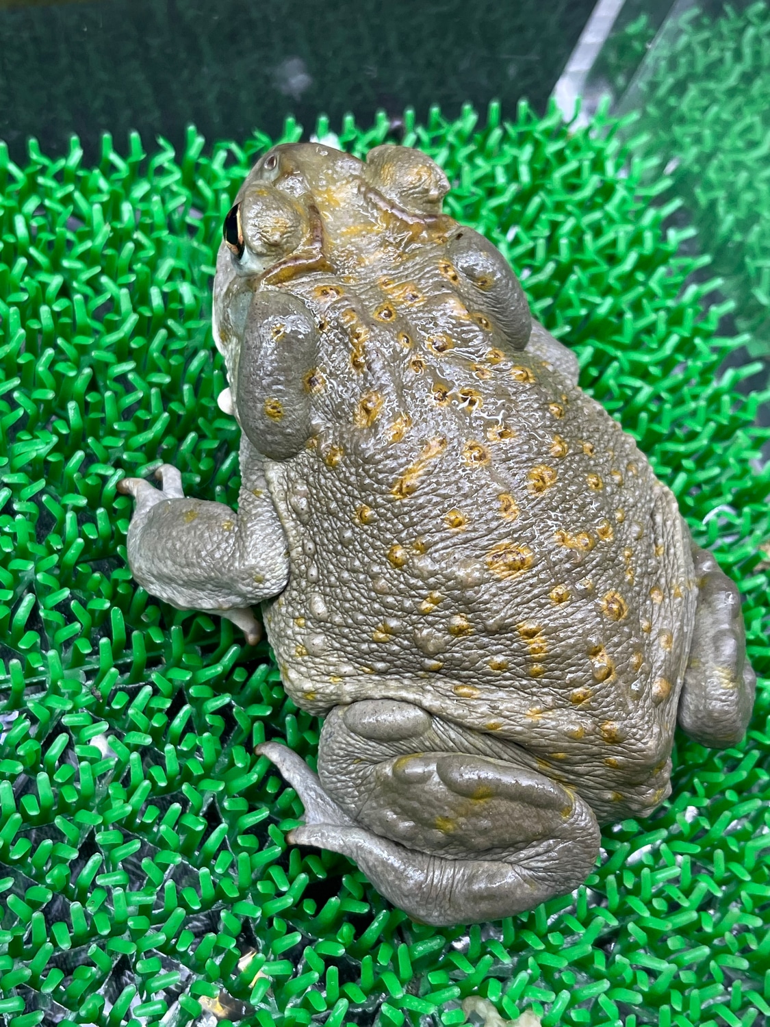 River Toad by Frogs Direct - MorphMarket