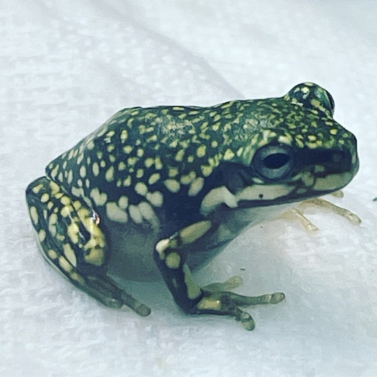 Super Snowflake Whites Tadpoles White's Tree Frog by Frogs Direct