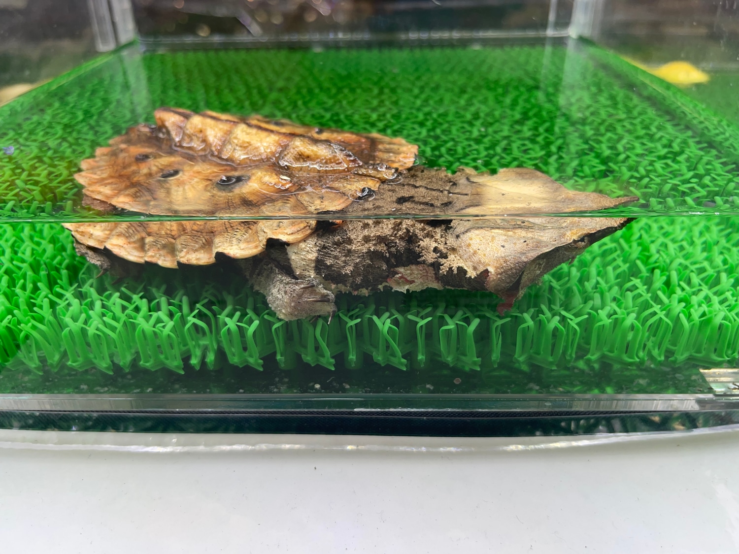 Peruvian Mata Mata More Turtle by Frogs Direct - MorphMarket