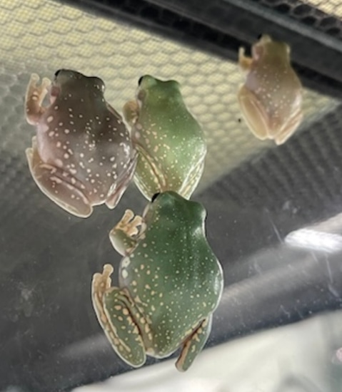 Assorted Snowflake Morph Christmas Specials White's Tree Frog by Frogs ...