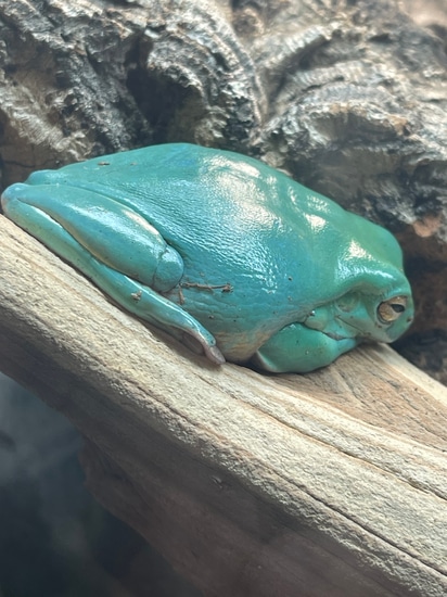 Blue White's Tree Frog by Frogs Direct