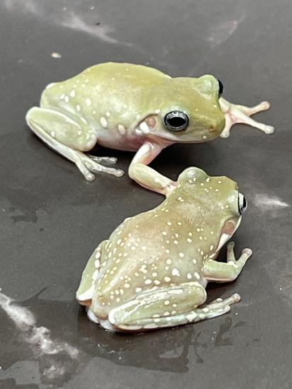 Blue Eyed Honey Snowflake Wholesale White's Tree Frog by Frogs Direct