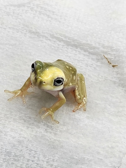 Pied Aka Snowball Whites Tree Frog White's Tree Frog by Frogs Direct