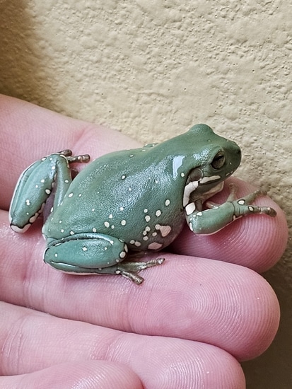 Super Snowflake White's Tree Frog by Frogs Direct