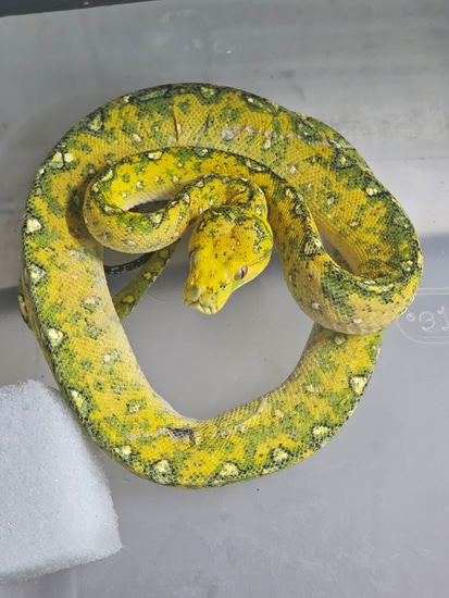 Gorgeous Green Tree Python by Frogs Direct
