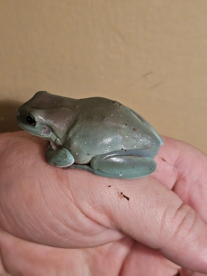 Snowflake Whites White's Tree Frog by Frogs Direct