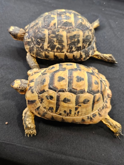 Libyan Greek Tortoise Pair by Frogs Direct