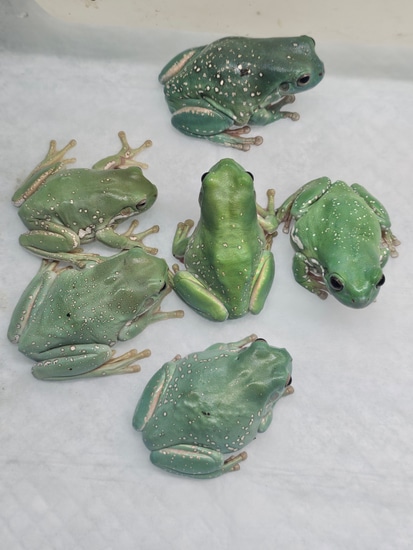 Super Snowflake Whites Spawn White's Tree Frog by Frogs Direct