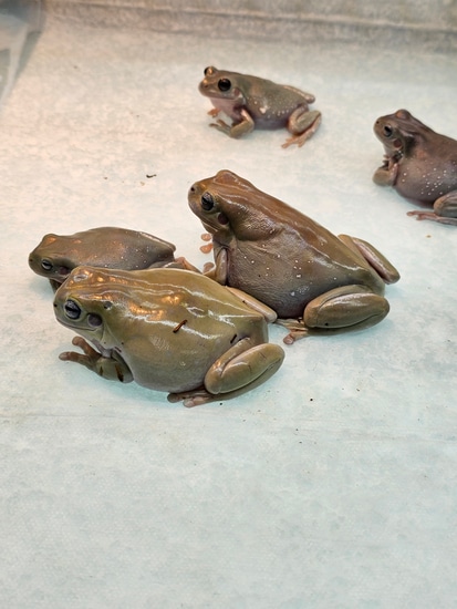 Blue Eyed Morphs Spawn White's Tree Frog by Frogs Direct