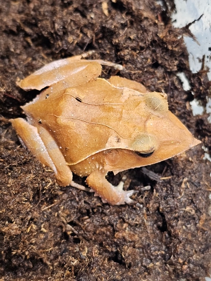 Solomon Island Eyelash Frogs More Amphibian by Frogs Direct