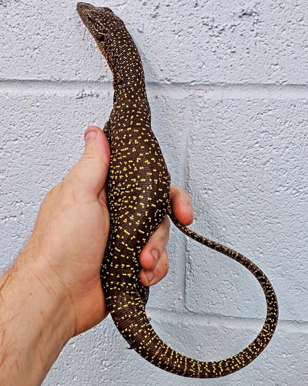 Gorgeous Mangrove Monitor 3 Packs by Frogs Direct