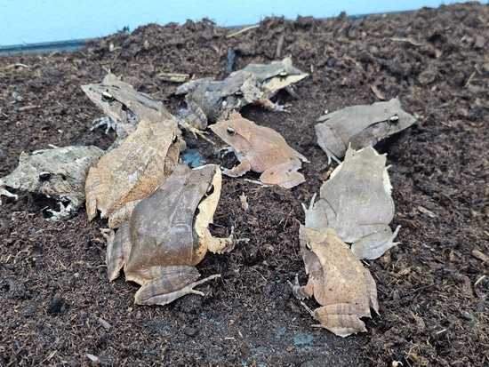 5 Pairs Of Solomon Island Eyelash Frogs Other Frog by Frogs Direct