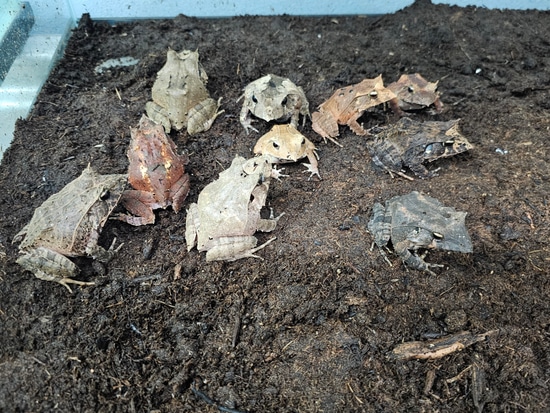 Eyelash Frog Breeding Group Other Frog by Frogs Direct