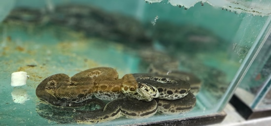 3ft + Elephant Trunk Snakes More Colubrid by Frogs Direct