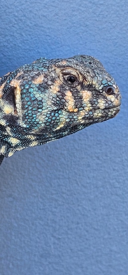 Blue Ornate Uromastyx by Frogs Direct
