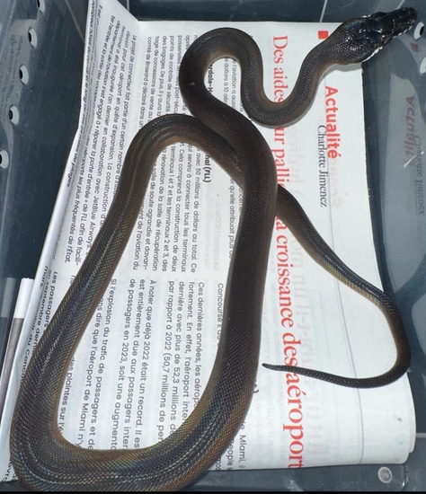 Pair Southern White Lips White-Lipped Python by Frogs Direct