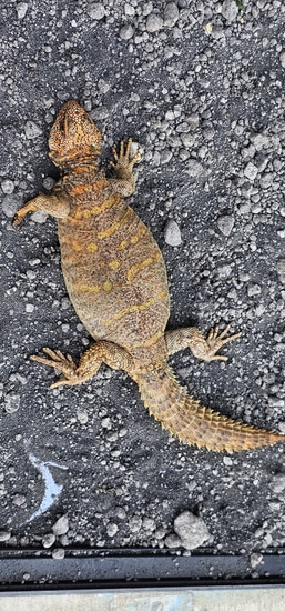 Ornate Female Uromastyx by Frogs Direct