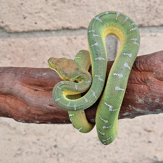 Emerald Northern Emerald Tree Boa by Frogs Direct