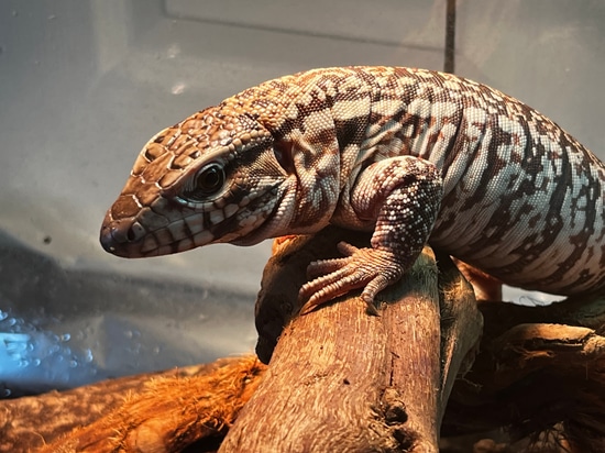 Red Tegu Argentine Tegus by FrogTown: exotic pet food & supplies