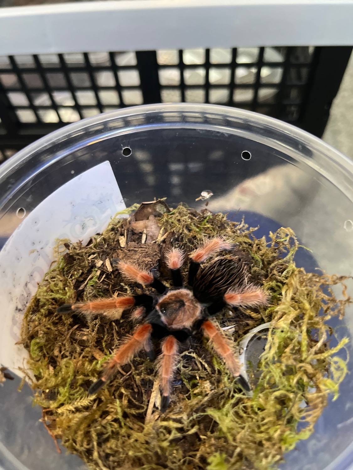Mexican Fire Leg Tarantula by FrogTown: exotic pet food & supplies ...