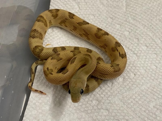 Blonde Trans Pecos Trans-Pecos Rat Snake by From Cute to Creepy
