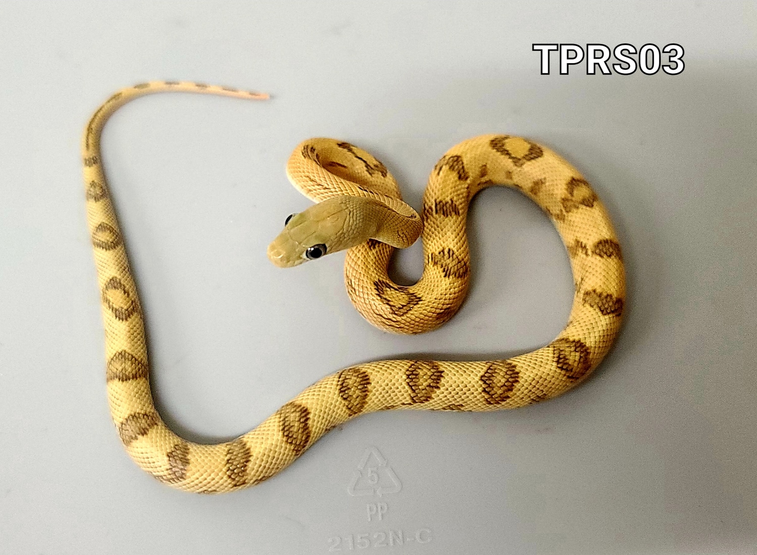 Blonde Trans-Pecos Rat Snake by From Cute to Creepy - MorphMarket