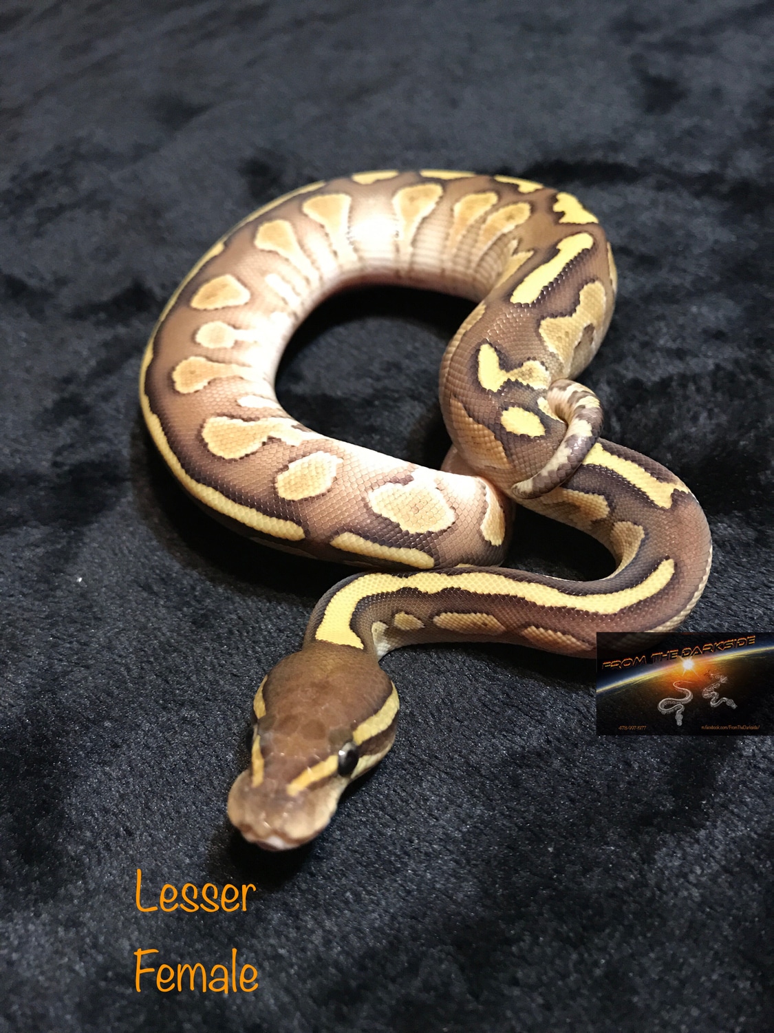Lesser Ball Python by From The Darkside - MorphMarket