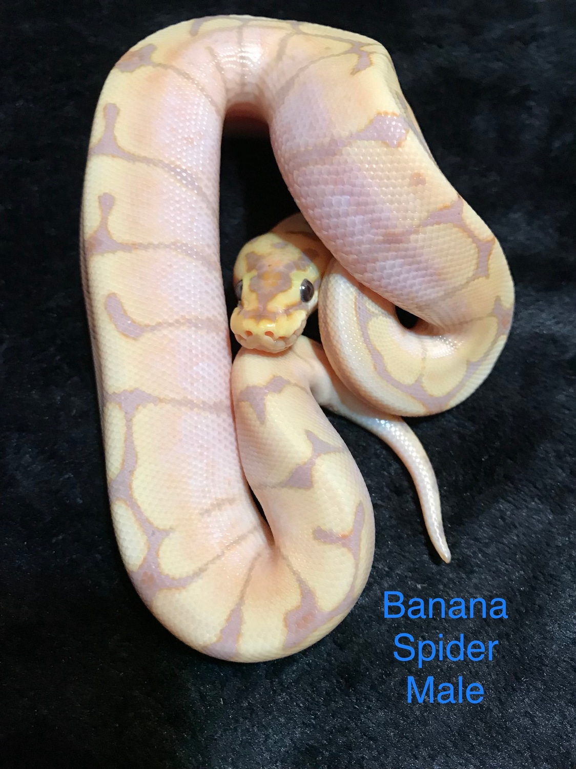 Banana Spider Ball Python by From The Darkside - MorphMarket
