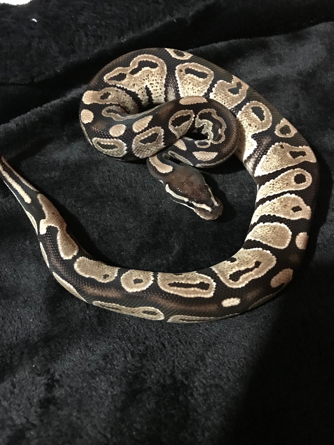 Joliffe Axanthic Tiger Ball Python by From The Darkside - MorphMarket