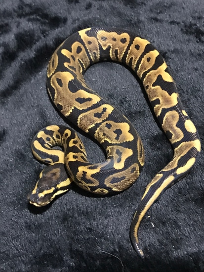 Leopard 100% Dbl Het VPI Axanthic/Albino Ball Python by From The Darkside