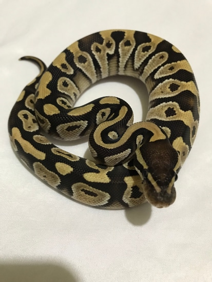 Mojave Sulfur Ball Python by From The Darkside