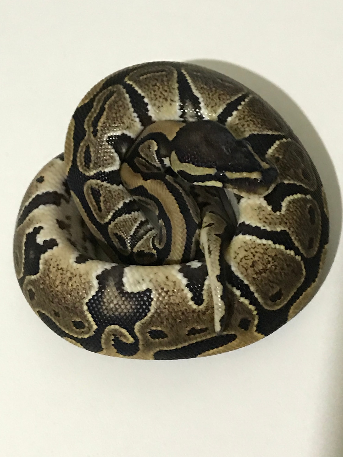 Normal Ball Python by From The Darkside - MorphMarket