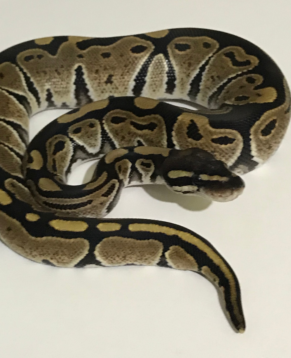 Dbl Het VPI Axanthic/Ghost Ball Python by From The Darkside - MorphMarket