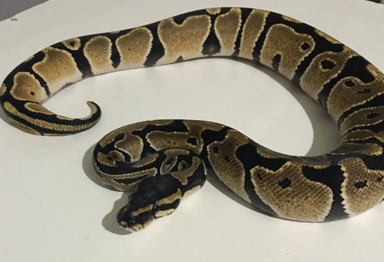 Orange Dream Ball Python by From The Darkside