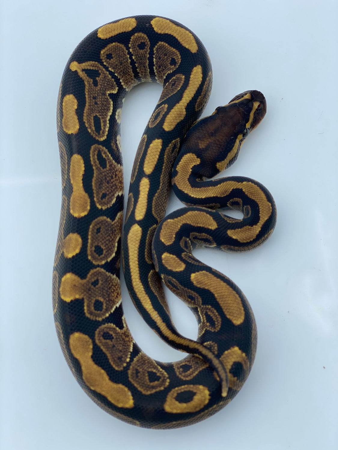 Normal Ball Python by From The Darkside - MorphMarket