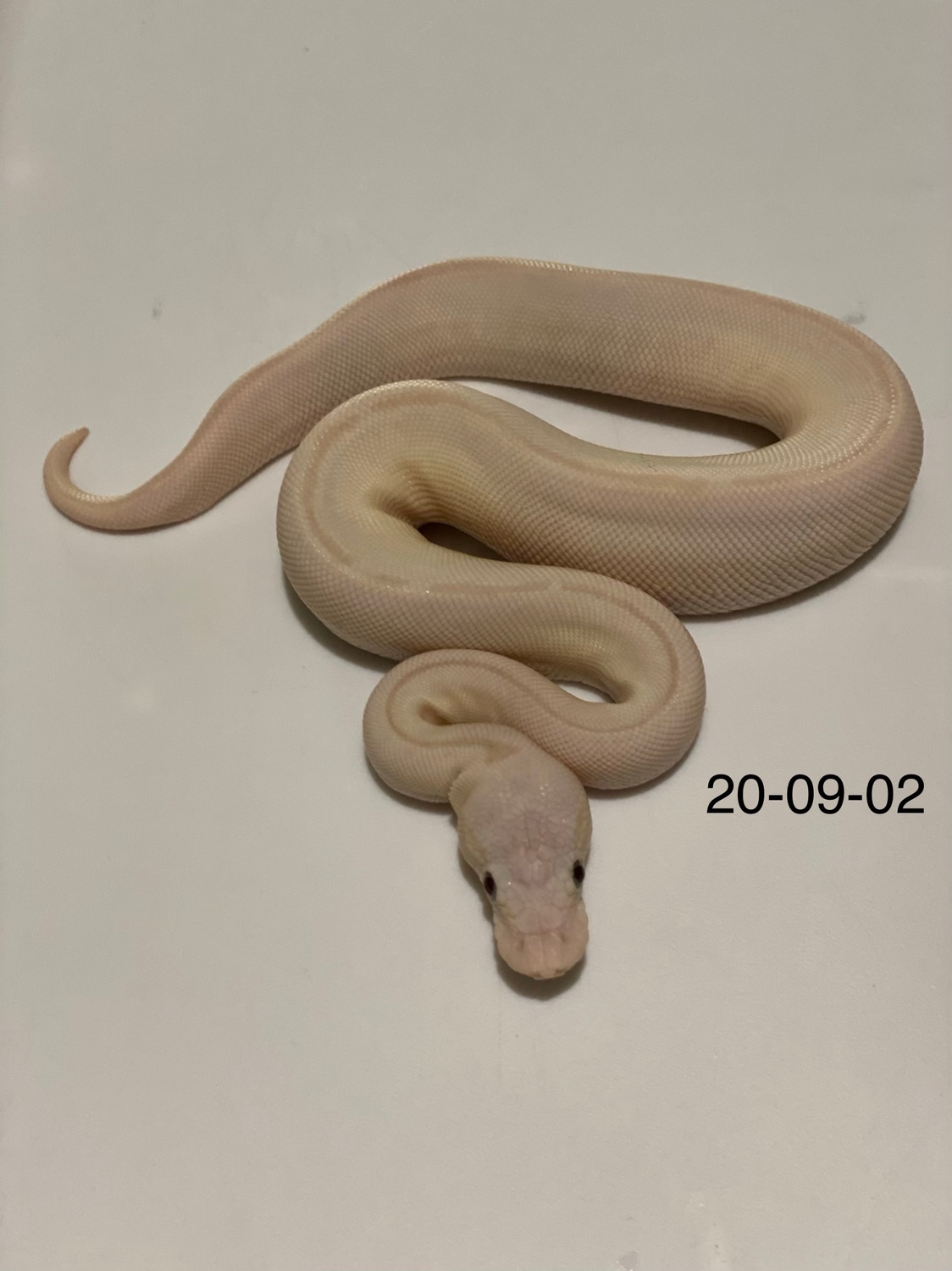Super Mojave Fire Banana Ball Python by From The Darkside - MorphMarket