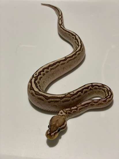 Bamboo HRA YB Ball Python by From The Darkside