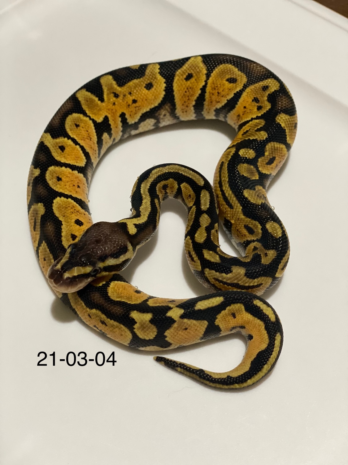 Pastel Jolliff Tiger Het Jolliff Axanthic Ball Python by From The Darkside - MorphMarket