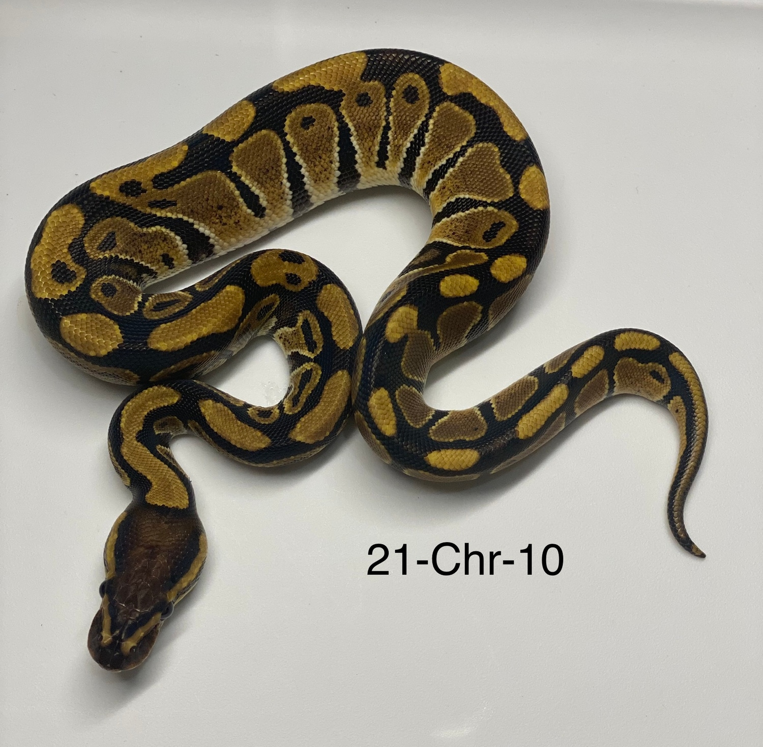 Normal Ball Python by From The Darkside - MorphMarket