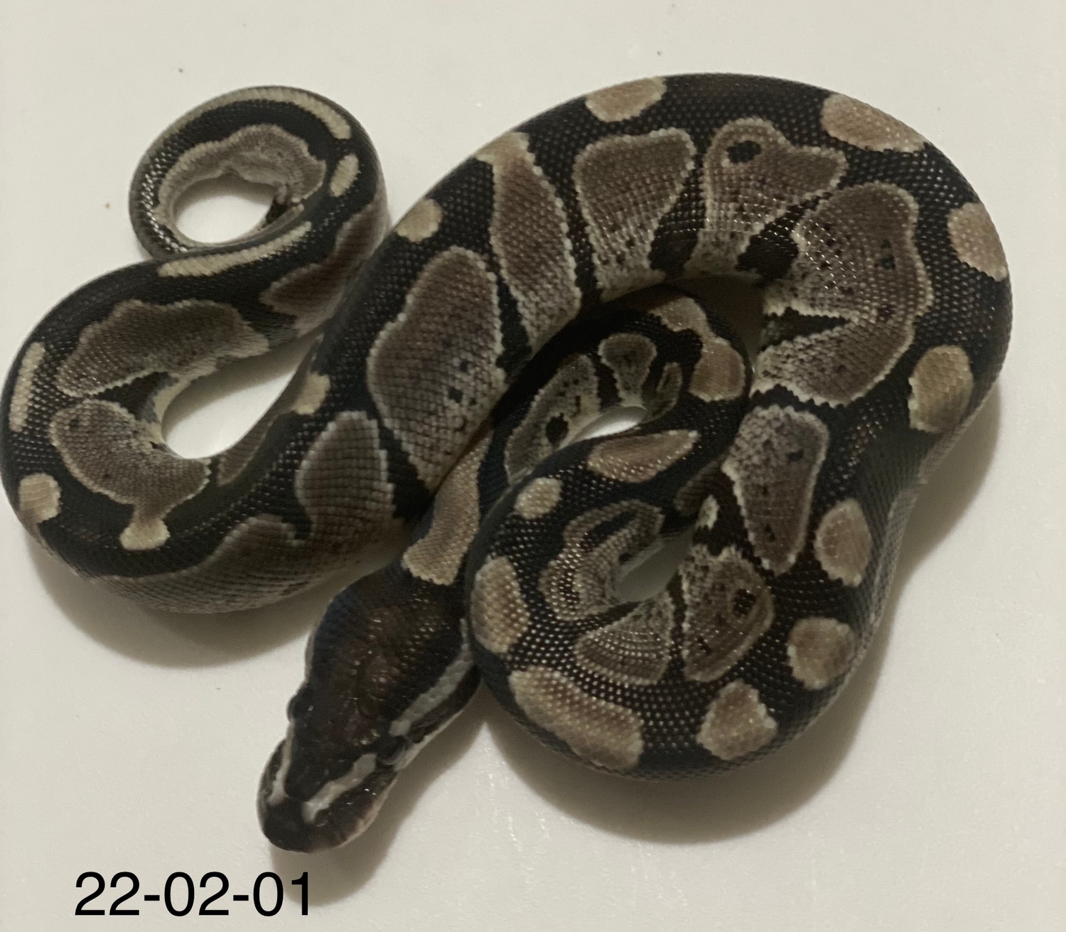 Jolliff Axanthic Tiger Ball Python by From The Darkside - MorphMarket